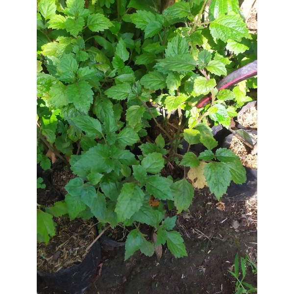 Jual pohon Nilam daun Nilam herbal 25cm | Shopee Indonesia