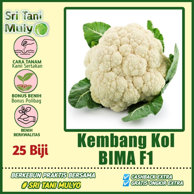 Jual 25 Biji - Benih Kembang Kol Unggul BIMA F1 - Toleran Panas - Bibit ...