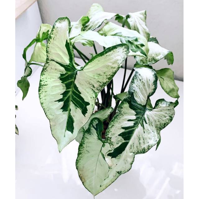 Jual Tanaman hias syngonium magic marble three king | Shopee Indonesia