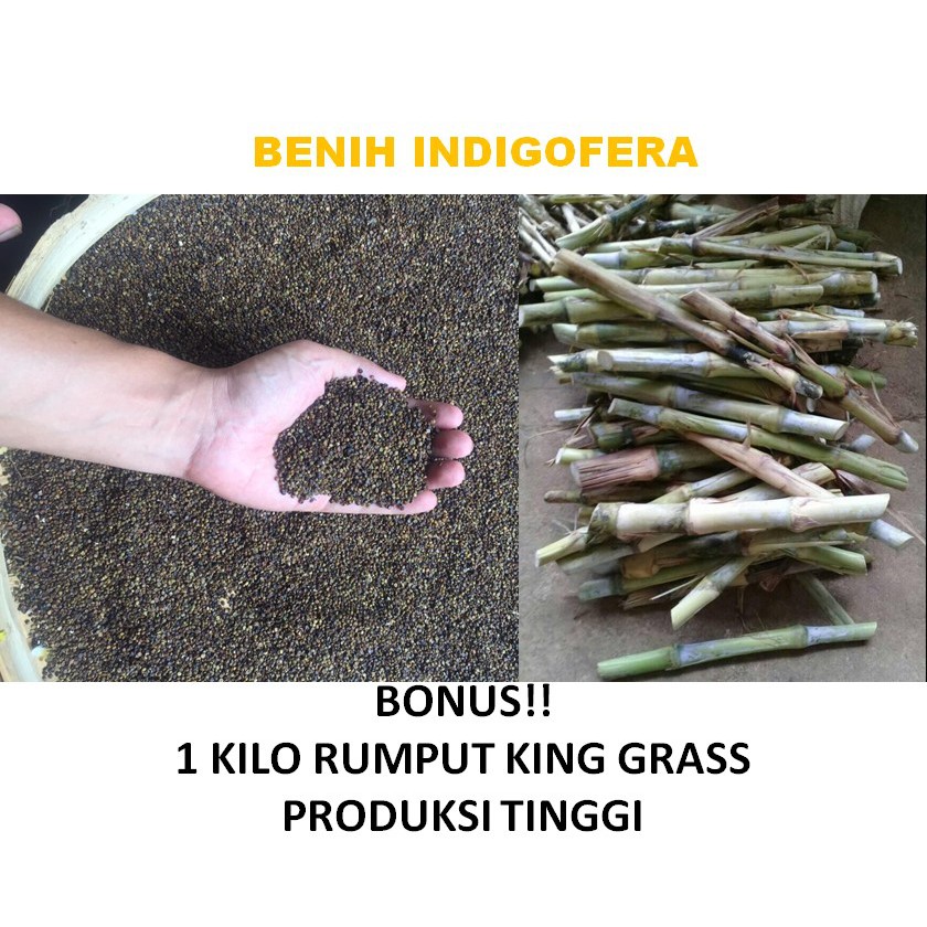 Jual Benih indigofera super bonus bibit king grass pakan ternak ...