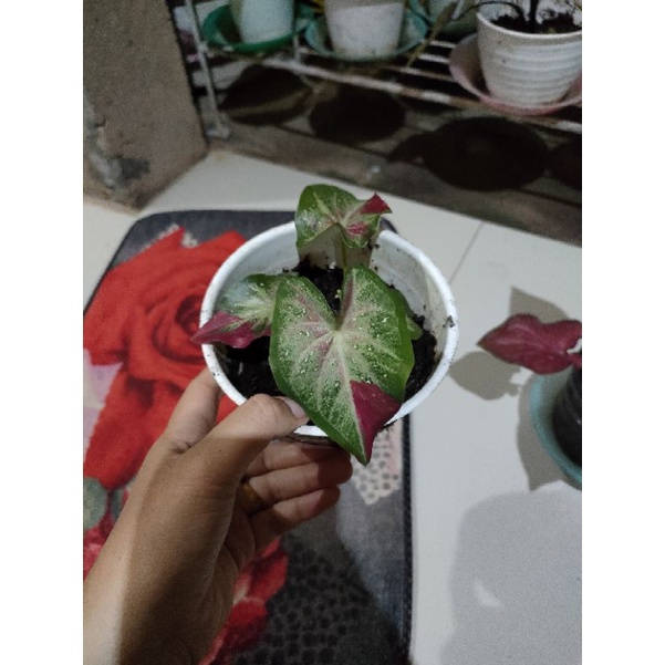 Jual caladium cet tumpah | Shopee Indonesia