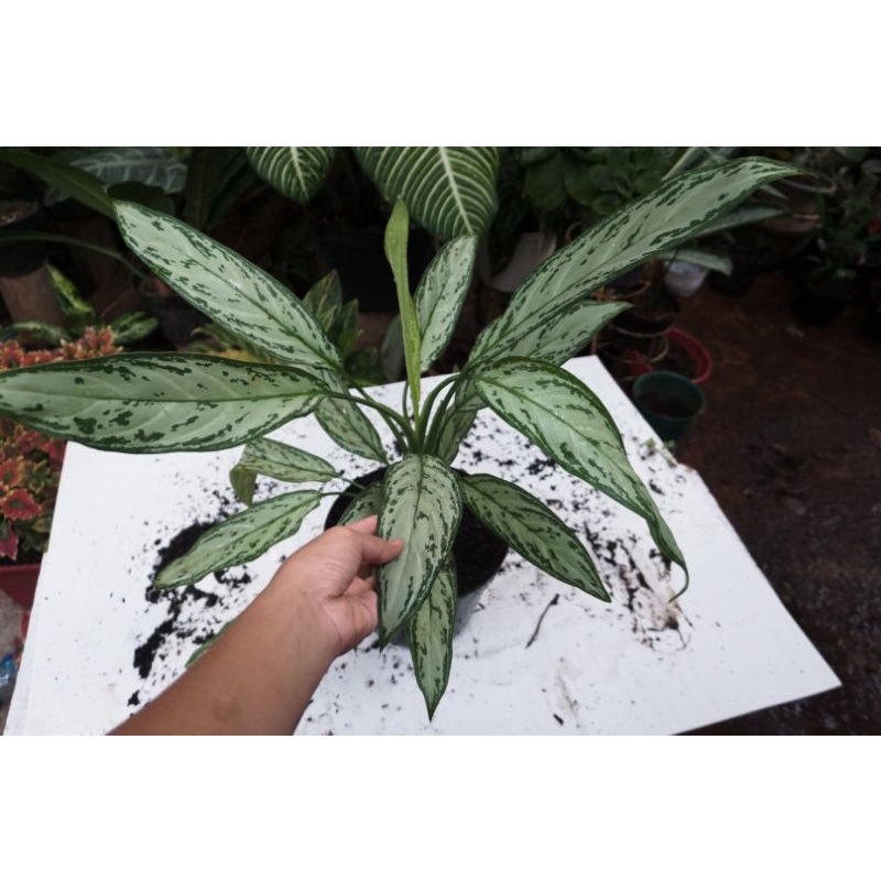 Jual aglaonema/diffen silver queen | Shopee Indonesia
