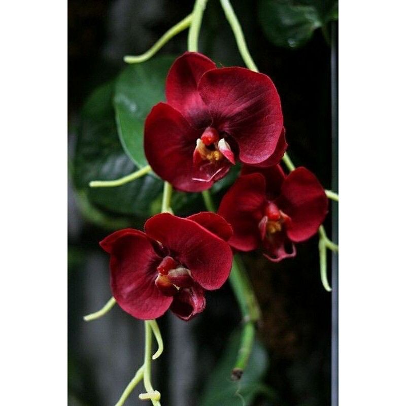 Jual Anggrek dendrobium merah delima flower Bunga Anggrek Hidup Tanama ...
