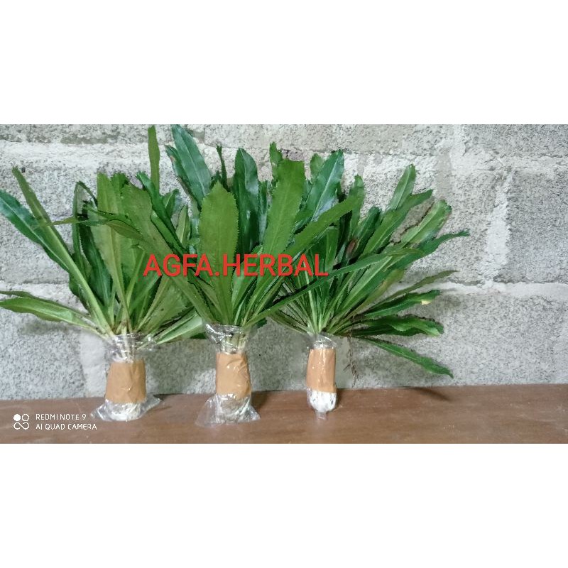 Jual Walang sangit/tanaman walang sangit/daun walang sangit/pohon ...