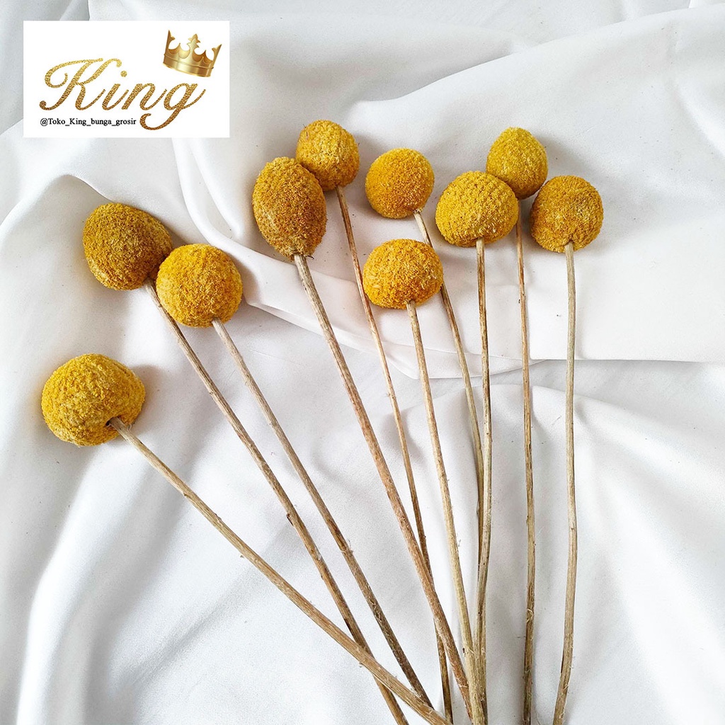 Jual Dried Flower Jumbo Billy Button/ Craspedia Bunga Kering Hiasan ...