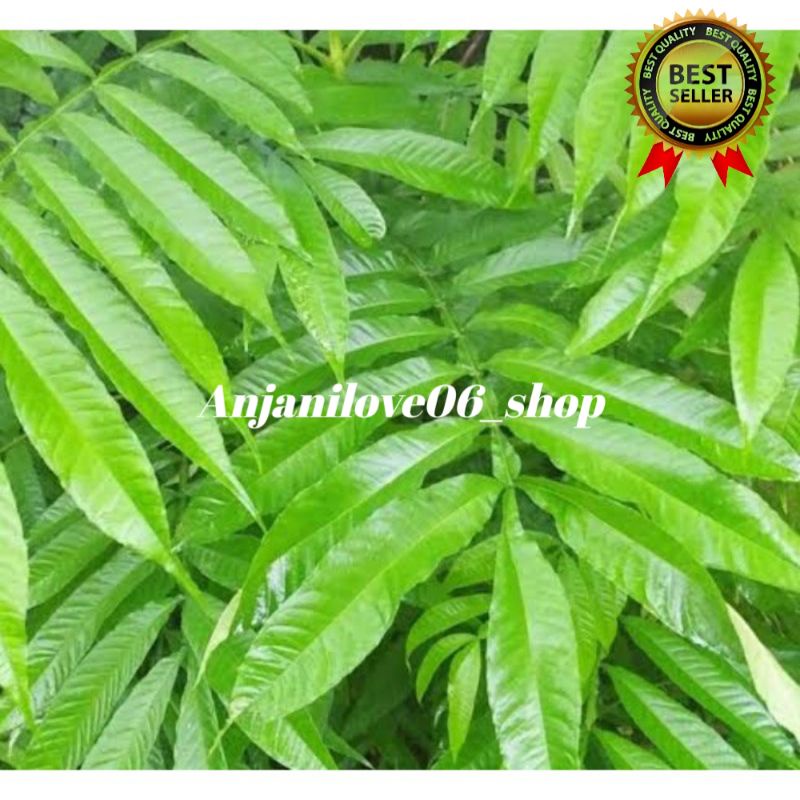 Jual DAUN SUNGKAI SEGAR/DAUN SUNGKAI BASAH 100 GRAM( HERBAL alami ...