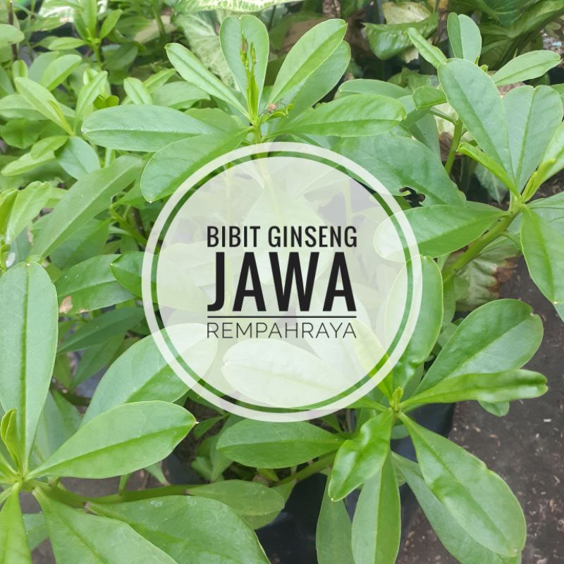Jual Bibit Ginseng Jawa Som Jawa | Shopee Indonesia