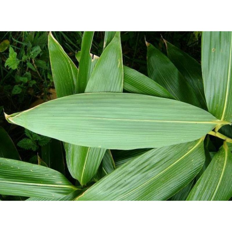 Jual DAUN BAMBU BUAT BUNGKUS BACANG DAN OBAT HERBAL 100 LEMBAR | Shopee ...