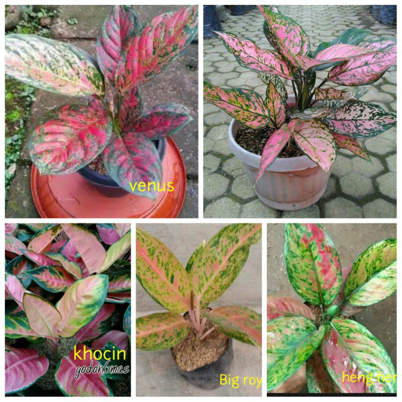 Jual paket aglonema murah 5 pohon (venus,lady valentine, kocin,big roy ...