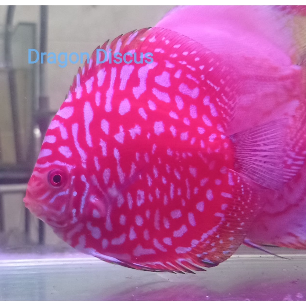 Jual Discus Red Pigeon 2,5 inch s/d 5 inch | Shopee Indonesia