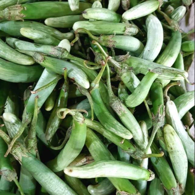 Jual Terong ijo Medan ,berat 500 gram | Shopee Indonesia