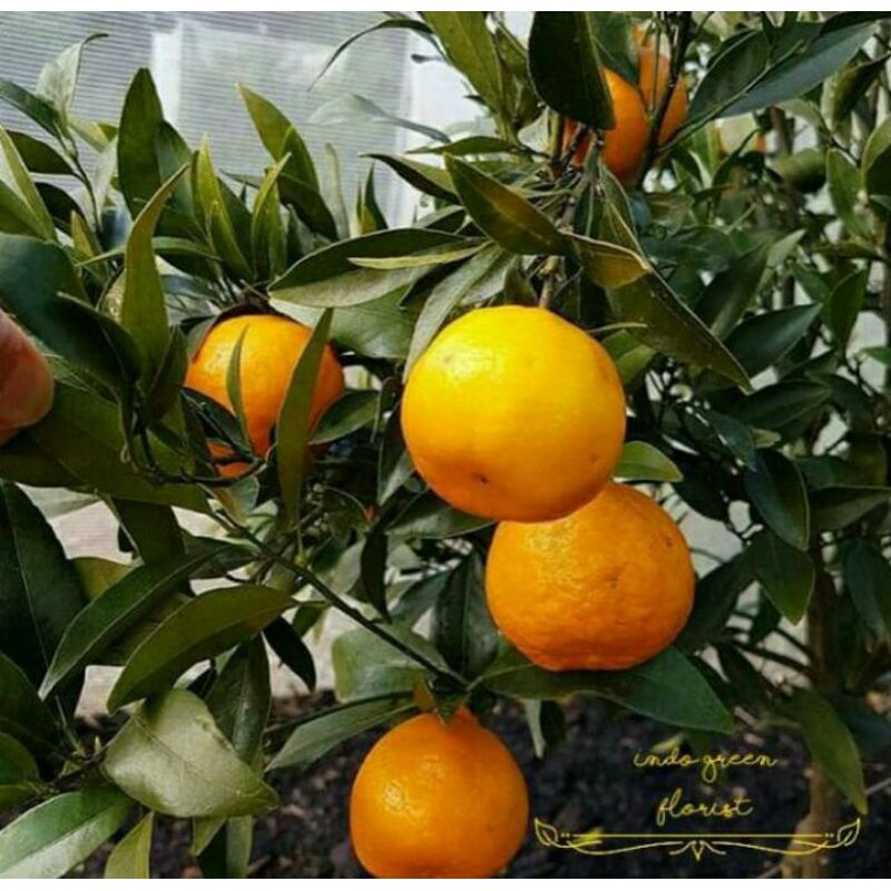 Jual Bibit Jeruk Santang Madu Sudah Kondisi Berbuah Lebat Dan Berdaun Lebat Rimbun Tanaman ...