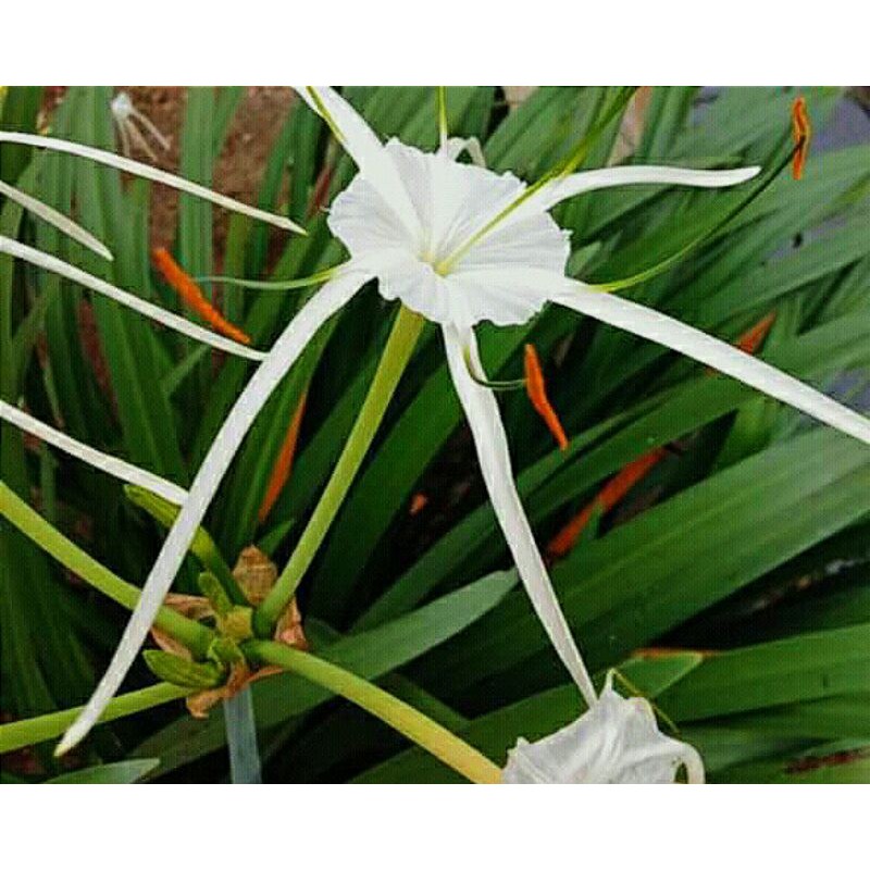 Jual Bunga Spider Lily | Shopee Indonesia