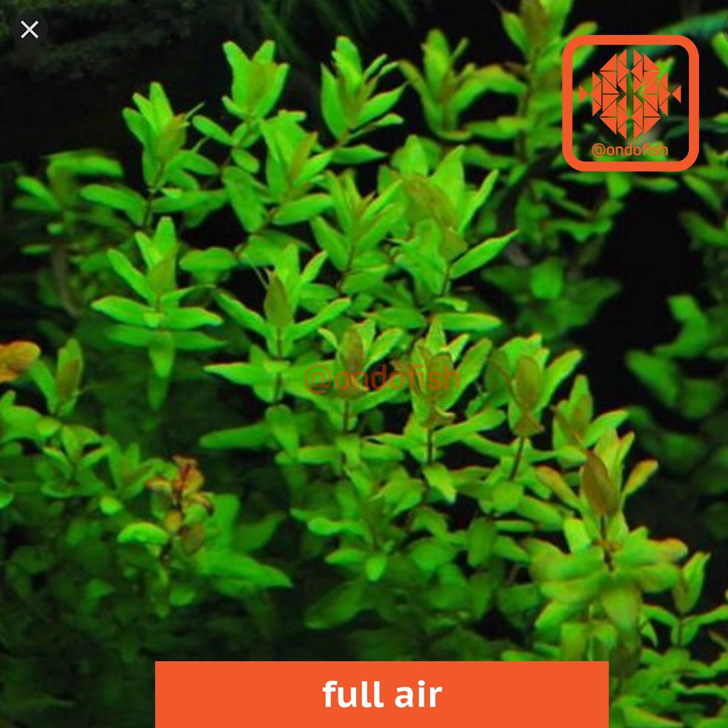 Jual Tanaman aquascape rotala macrandra green satu batang | Shopee ...