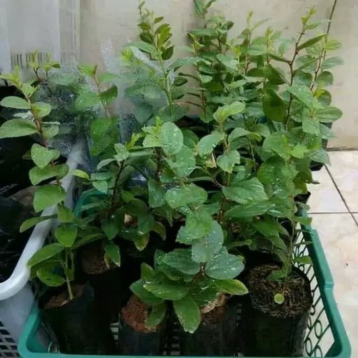 Jual Pohon bidara arab | tanaman bidara arab | tanaman hias bidara arab ...