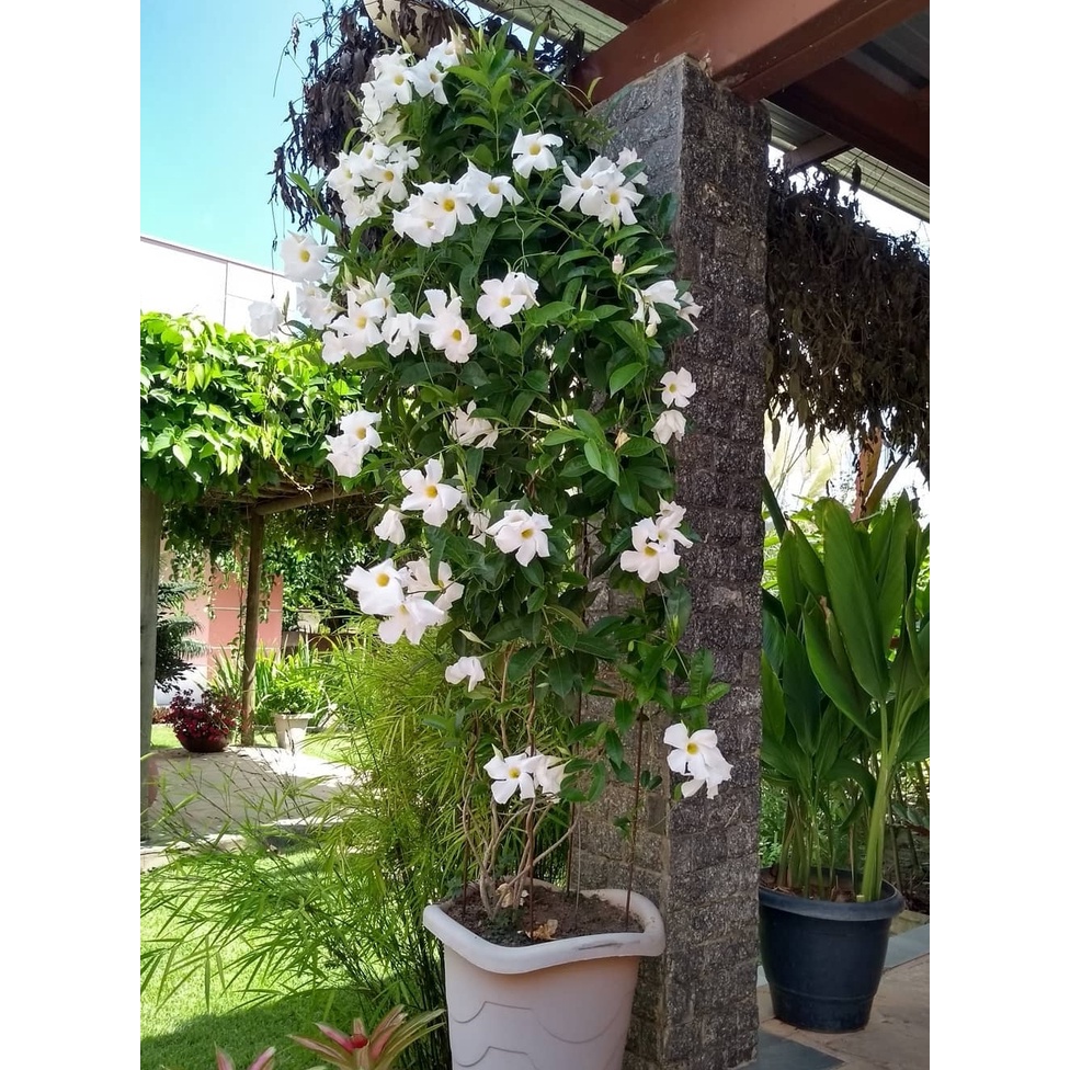 Jual Tanaman Bunga Mandevilla Merambat | Shopee Indonesia