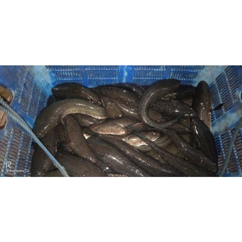 Jual Ikan Gabus Segar | Shopee Indonesia