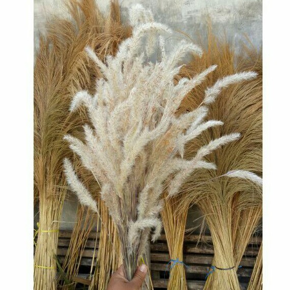 Jual Bunga bulu ilalang kering / bunga alang-alang /dried ilalang ...
