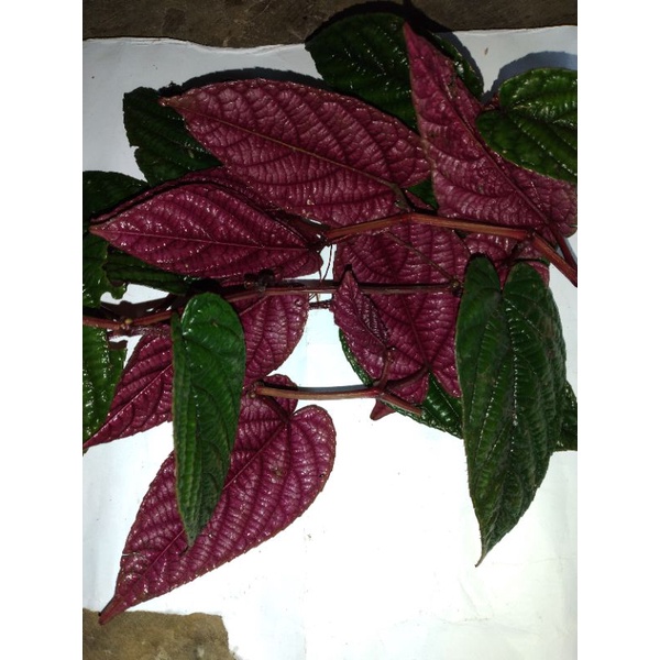 Jual daun kilebur atau gempur batu per 250grm | Shopee Indonesia