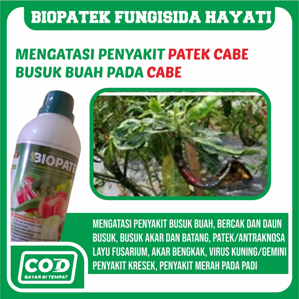 Jual BIOPATEK Anti Patek Fungisida dan Bakterisida Hayati Obat Penyakit ...