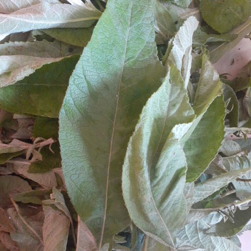 Jual daun sembung segar 500gr | Shopee Indonesia