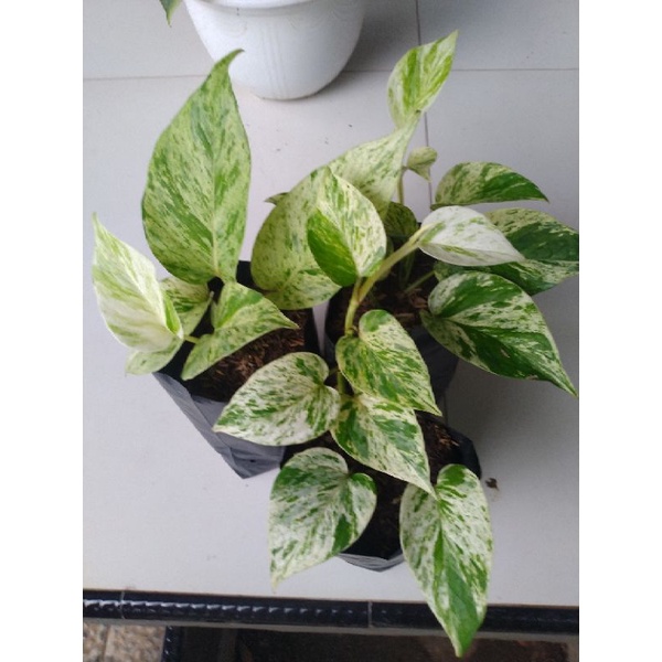Jual Siirih Putih, sirih varigata putih, sirih marble queen, epipremnum ...