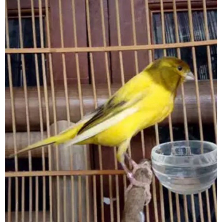 Jual burung kenari f1 ys gacoran | Shopee Indonesia