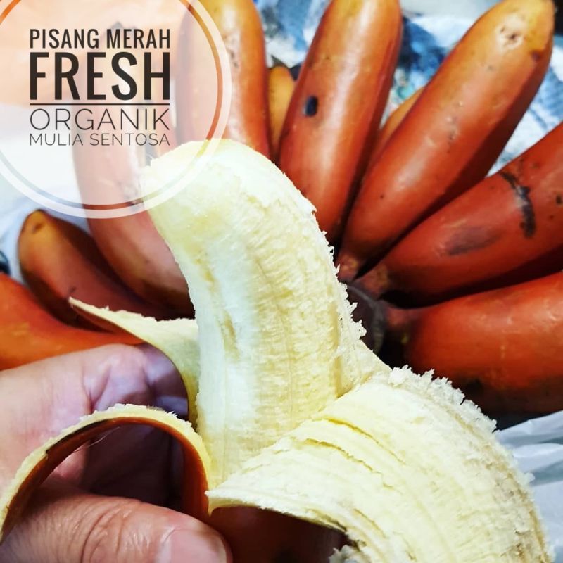 Jual Buah Pisang Merah Fresh Organik 1 kg / Pisang Kidang / Pisang susu ...