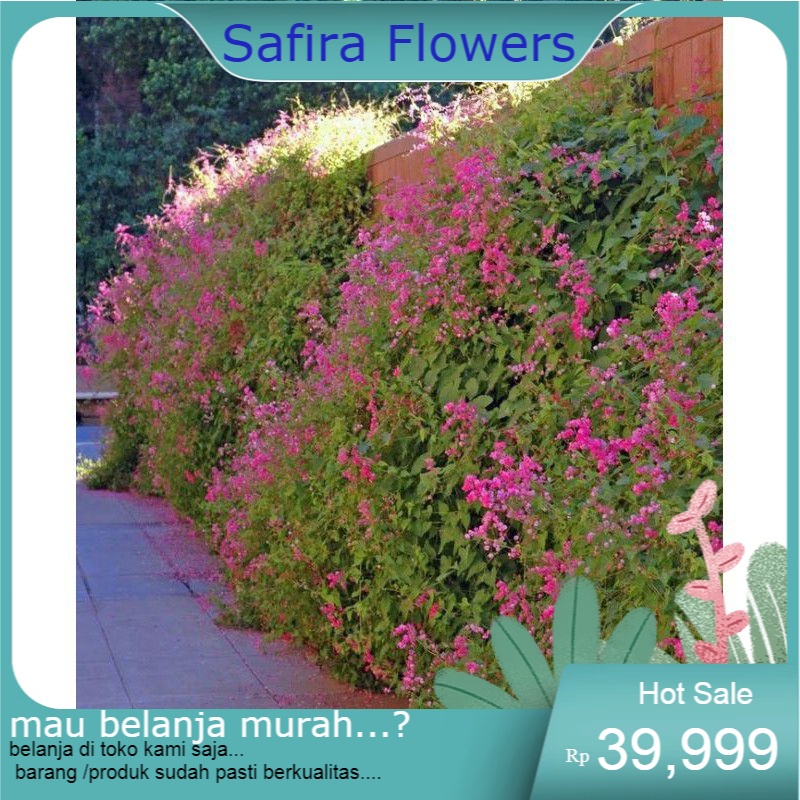 Jual Tanaman hias air mata pengantin bunga pink-pohon merambat | Shopee ...