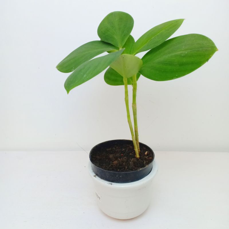 Jual Pacing daun bulat /Costus malortieanus | Shopee Indonesia