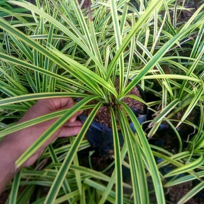 Jual Tanaman Pandan Kuning Pandan Afrika Pohon Pandan Kuning Produk ...