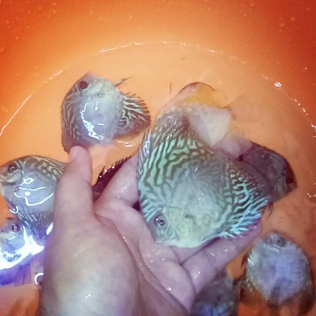 Jual Discus jenis torquis | Shopee Indonesia