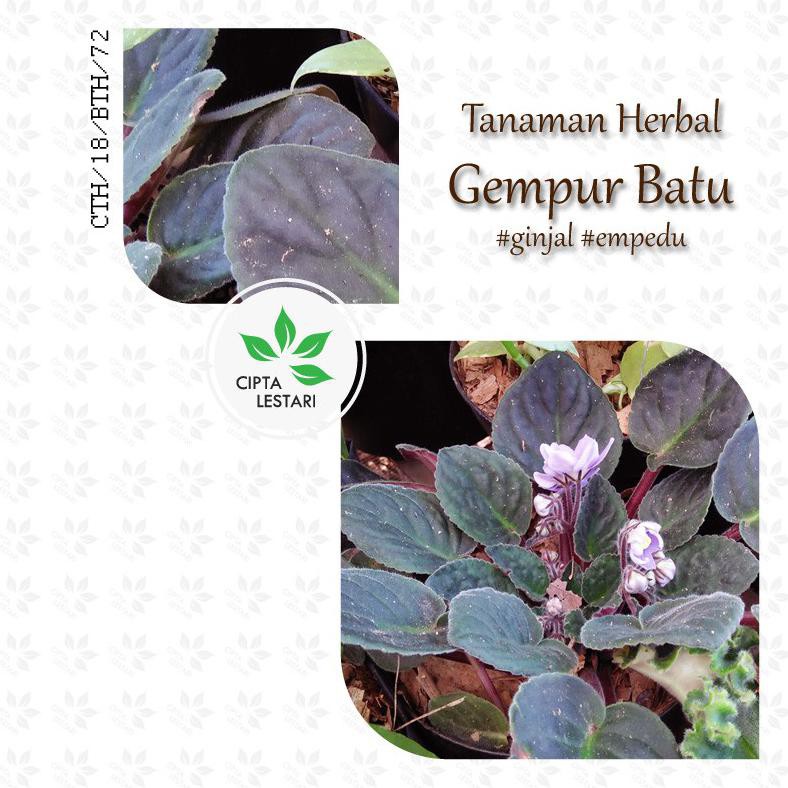Jual Ch4T Bibit Pohon Gempur Batu - Tanaman Daun Obat Ginjal Herbal ...