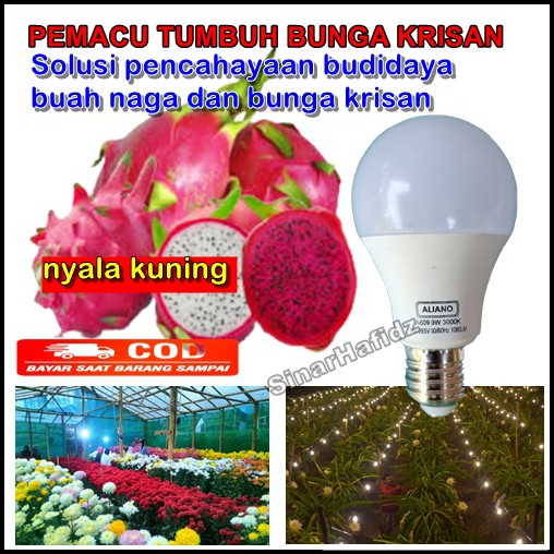 Jual Lampu Buah Naga/DRAGON FRUIT NYALA WARNA KUNING | Shopee Indonesia