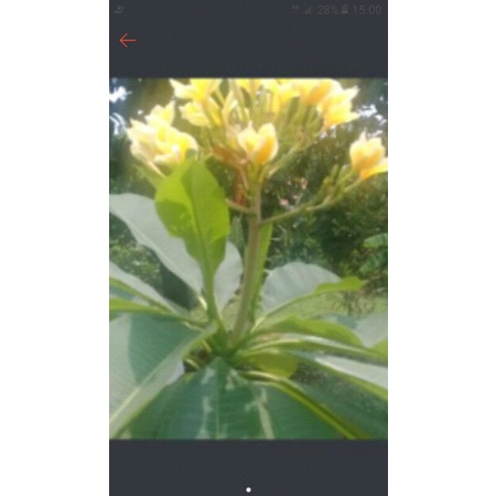 Jual pohon bunga kamboja bali kuning | Shopee Indonesia