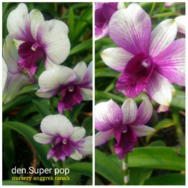 Jual Anggrek Dendrobium Super Pop | Shopee Indonesia
