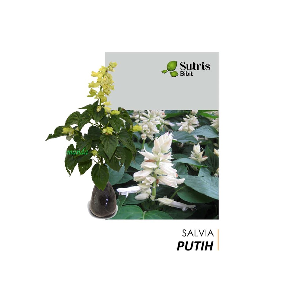 Jual Bibit Tanaman Bunga Salvia Putih(Berbunga) | Shopee Indonesia