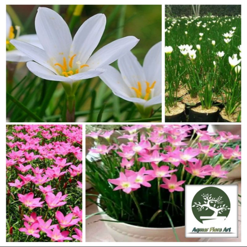 Jual Tanaman Hias Lily Hujan Rain Lily Bunga Pink Bunga Putih Kucai ...