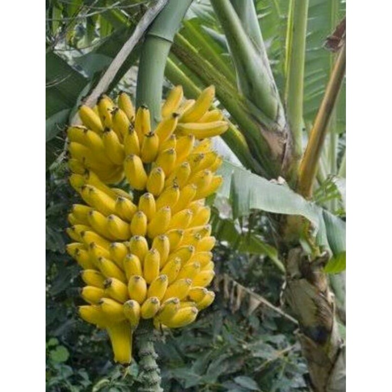 Jual Bibit Pisang Raja Bulu Super Manis Asal Pisah Anakan/Bonggolan ...