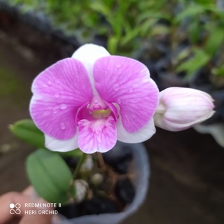 Jual dendrobium mini salaya panda(dendromini rajin bunga ) | Shopee ...