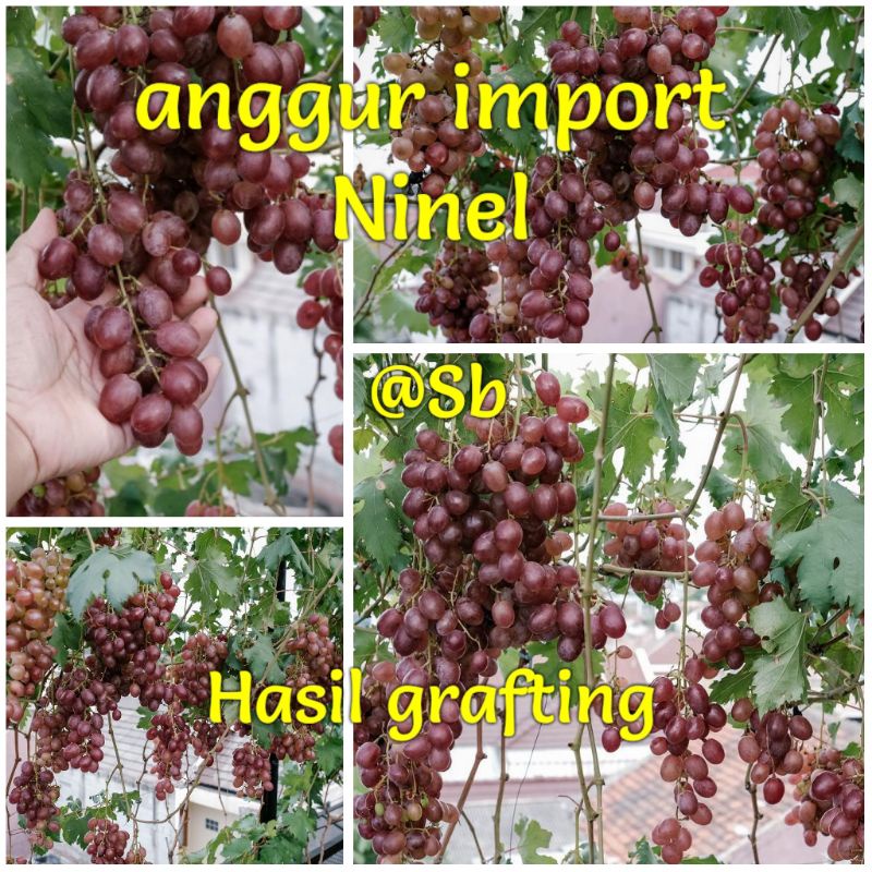 Jual Bibit anggur import NINEL super manis hasil grafting | Shopee ...