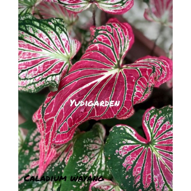 Jual tanaman hias caladium wayang/keladi wayang/keladi batik merah ... Jual tanaman hias caladium wayang/keladi wayang/keladi batik merah ...