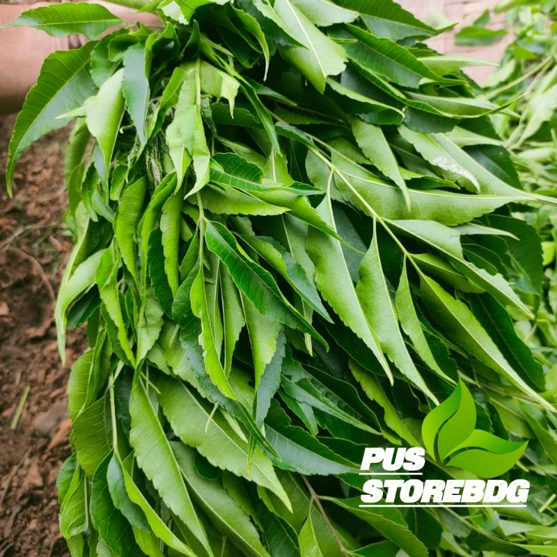 Jual Daun Mindi Segar 500 Gram | Shopee Indonesia