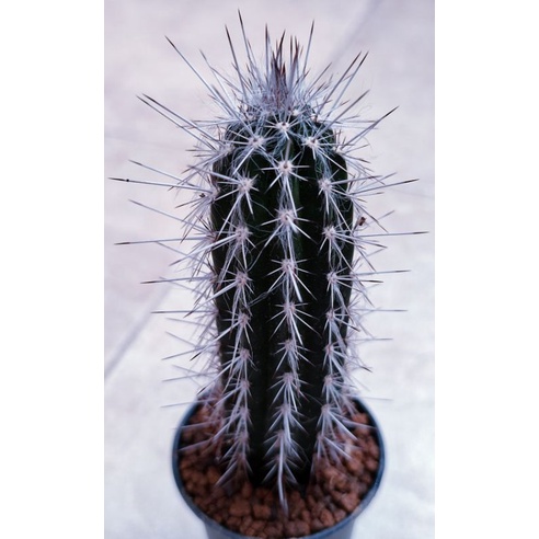 Jual Kaktus Apollo Subpilocereus Repandus Cakep | Shopee Indonesia