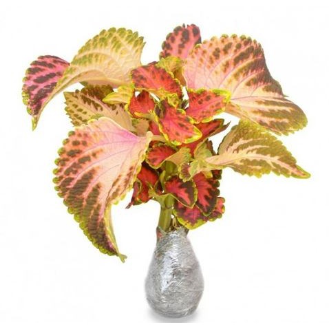 Jual Coleus Red Ruby | Shopee Indonesia
