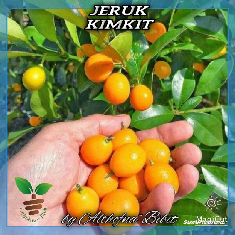 Jual bibit pohon buah JERUK KIMKIT SUDAH BERBUNGA/BERBUAH super unggul ...