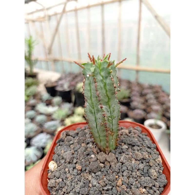 Jual euphorbia horida KAKTUS SUKULEN TANAMAN HIAS | Shopee Indonesia