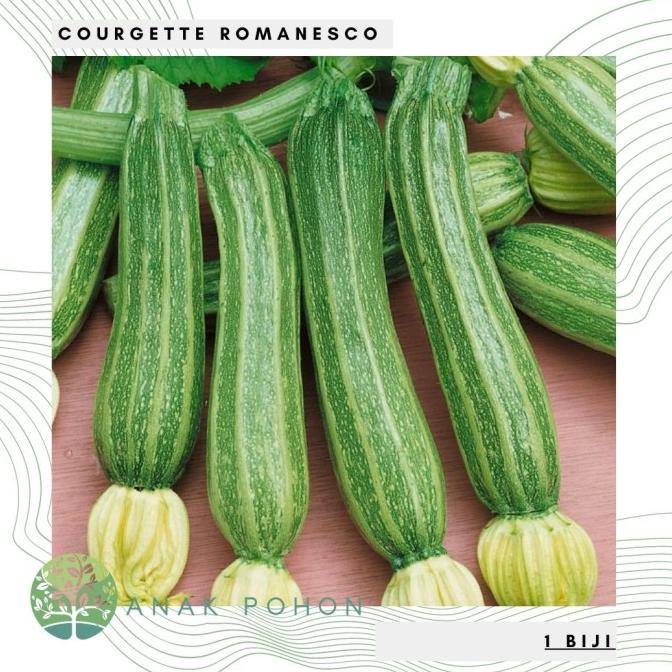 Jual Benih Bibit Biji - Courgette Romanesco Italian Striped Zucchini ...