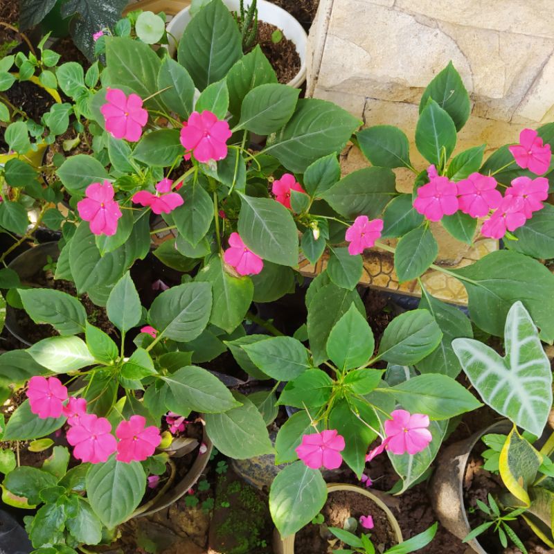 Jual impatiens, impatiens walleriana, bunga pacar air | Shopee Indonesia