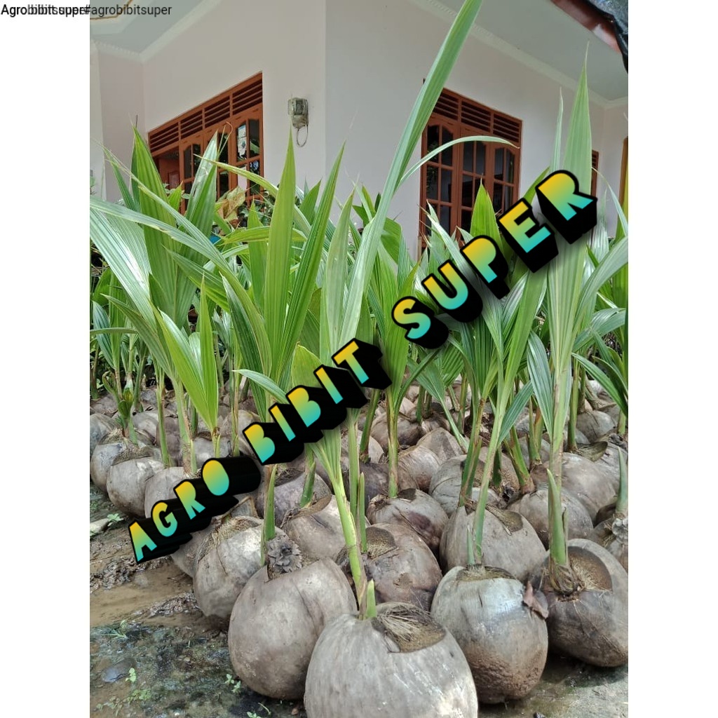 Jual Bibit kelapa genjah entok unggul siap tanam | Shopee Indonesia